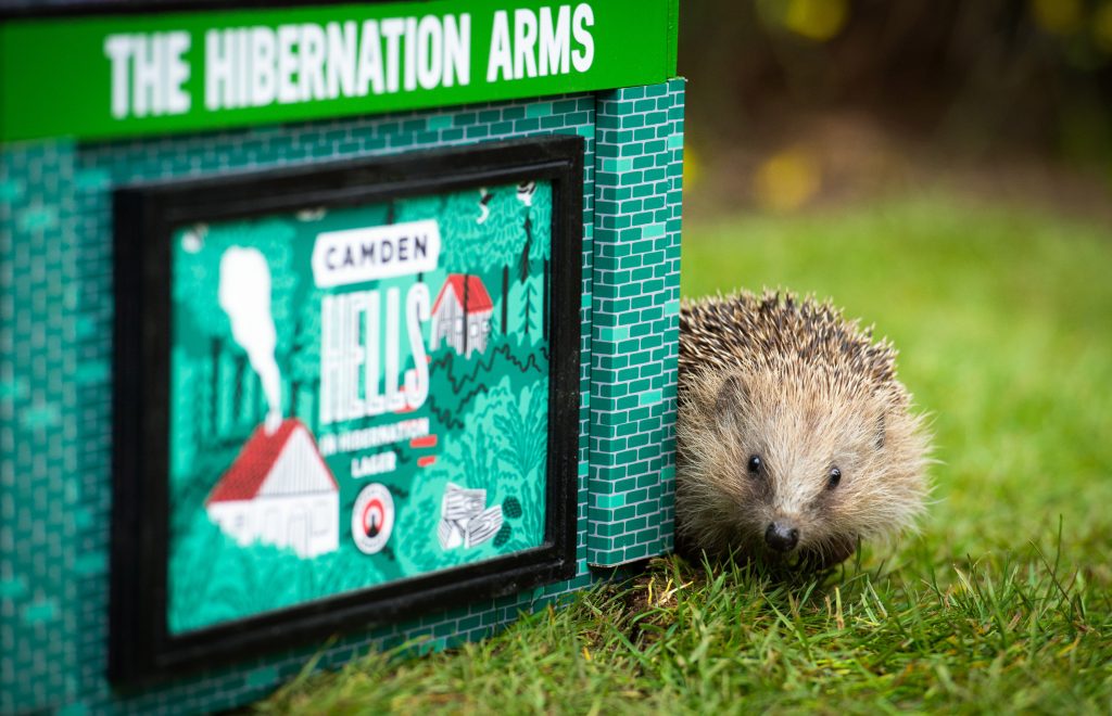 Camden Town Brewery Announce Pub for Hedgehogs - Beer News - Craft & Slice